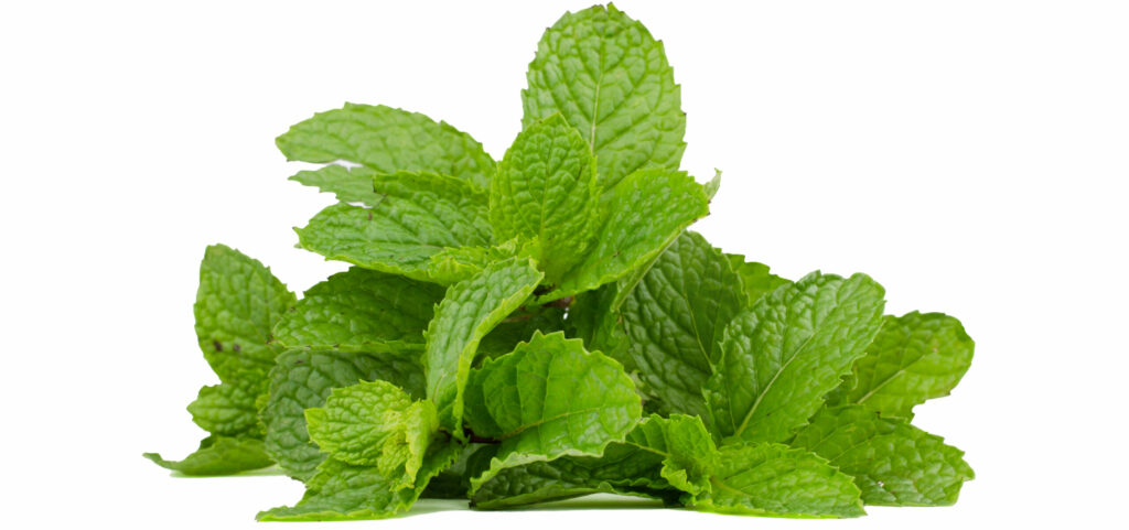 Een ode aan de munt - Down To Earth Magazine