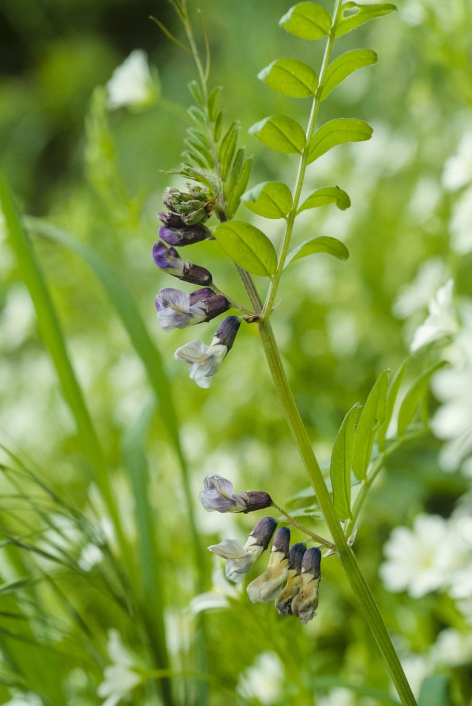 Back-up van de natuur - Down To Earth Magazine